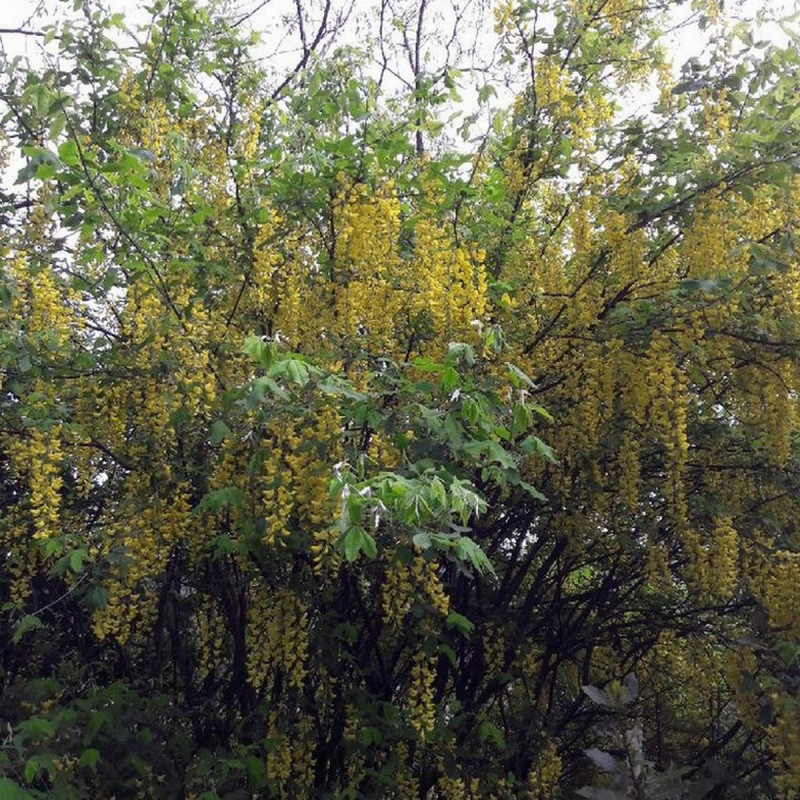 Graines de Cytise - Semences de Laburnum anagyroïdes