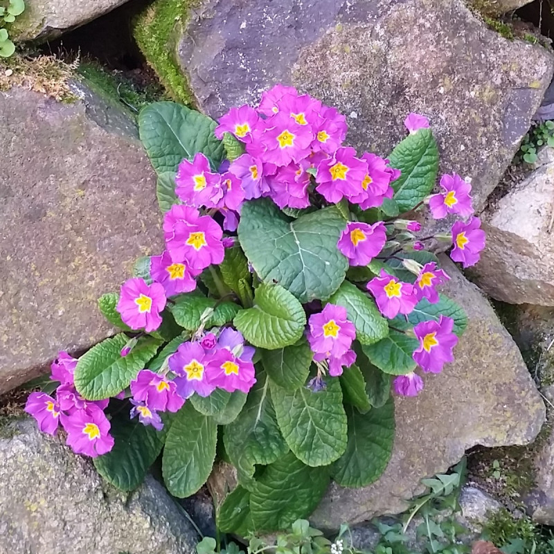 Graines de Primevère commune - Semences de Primula vulgaris