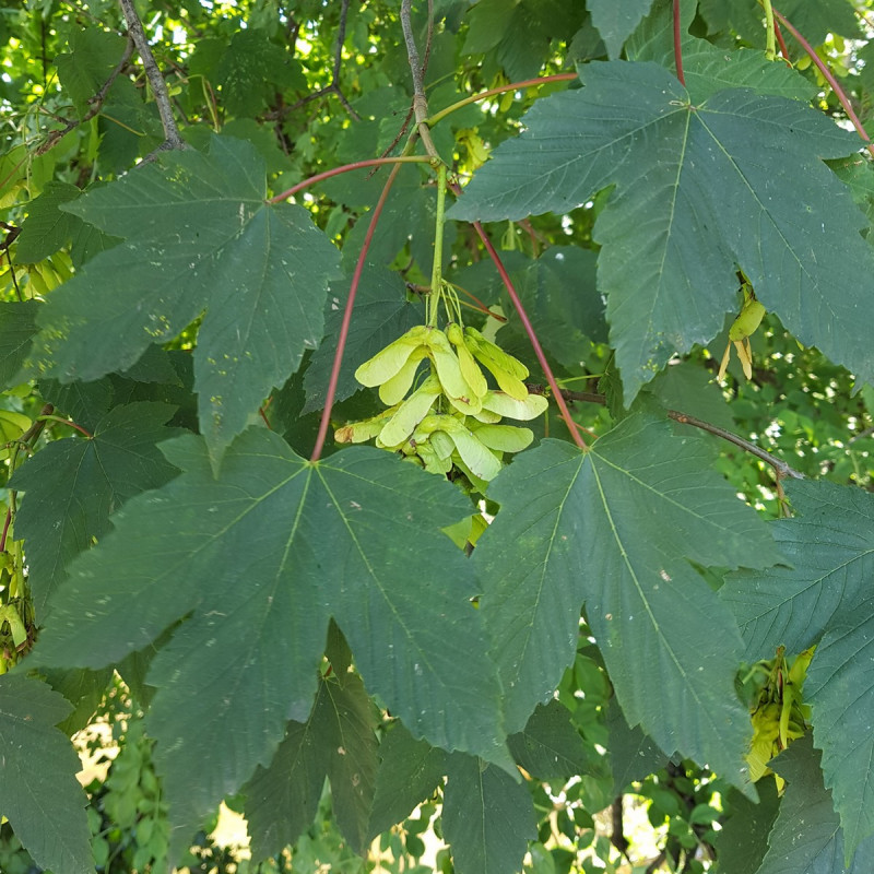 ACER PSEUDOPLATANUS 20 g (Erable sycomore) - Semences du Puy
