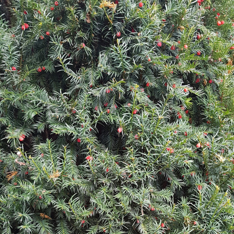 Graines d'If commun - Semences de Taxus baccata