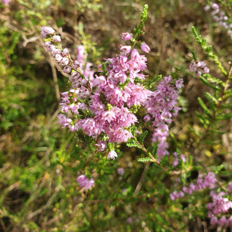 Graines de Bruyère commune - Semences de Calluna vulgaris