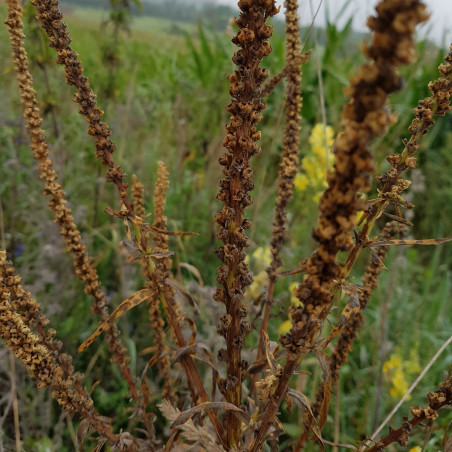 Graines de Gaude / Réséda des teinturiers - Semences de Reseda luteola