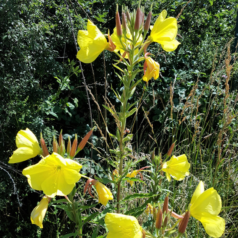 Graines d'Onagre bisannuelle - Semences d'Oenothera Biennis du Massif ...
