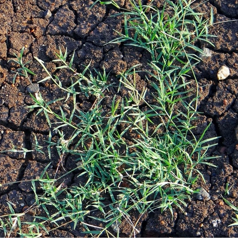 Graines de Chiendent Pied de poule - Semences de Cynodon dactylon