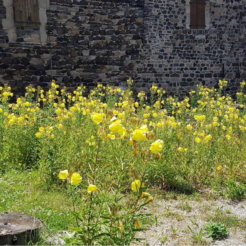Graines d'Onagre bisannuelle - Semences d'Oenothera Biennis du Massif ...