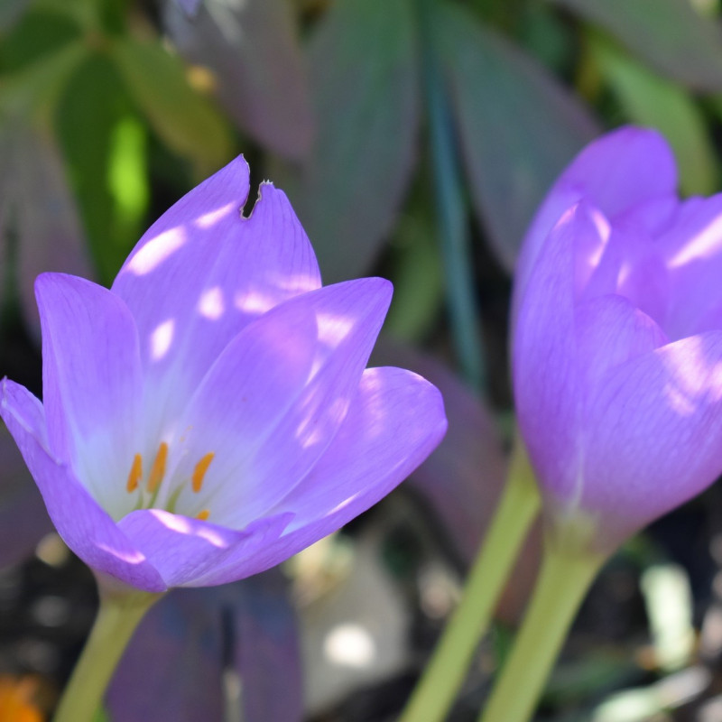 Graines de Colchique d'automne - Semences de Colchicum autumnale