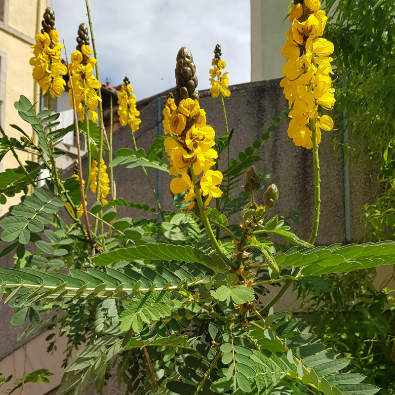 Graines de Cassia didymobotrya - Semences de Cassia didymobotrya