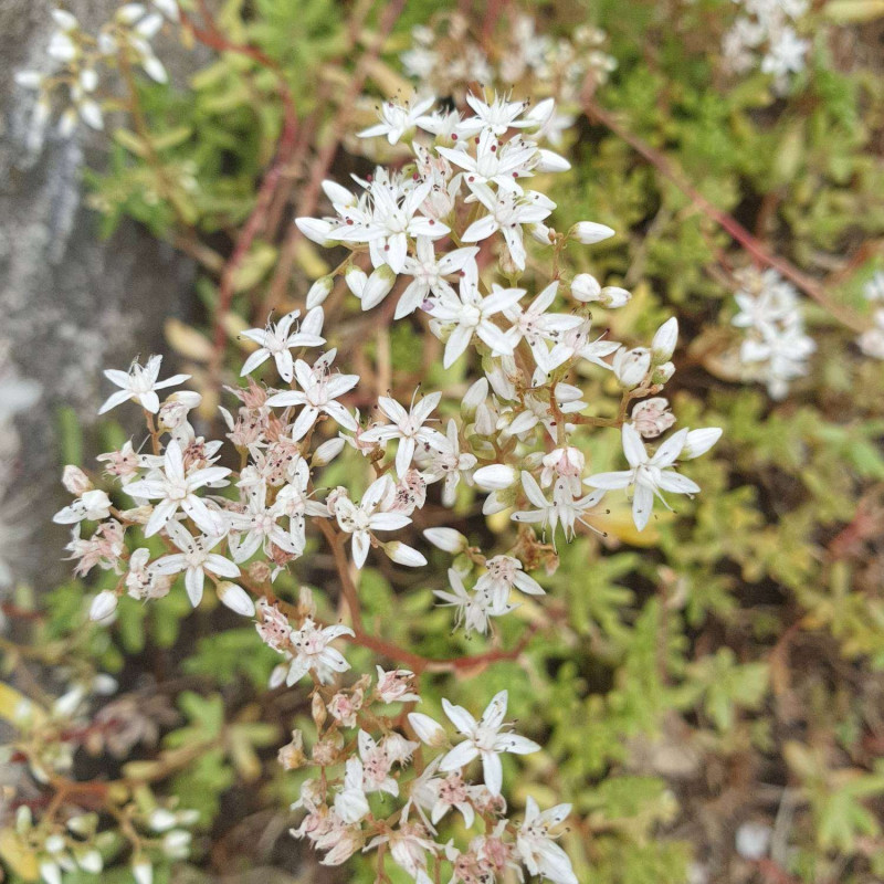 Graines d'Orpin blanc - Semences de Sedum album