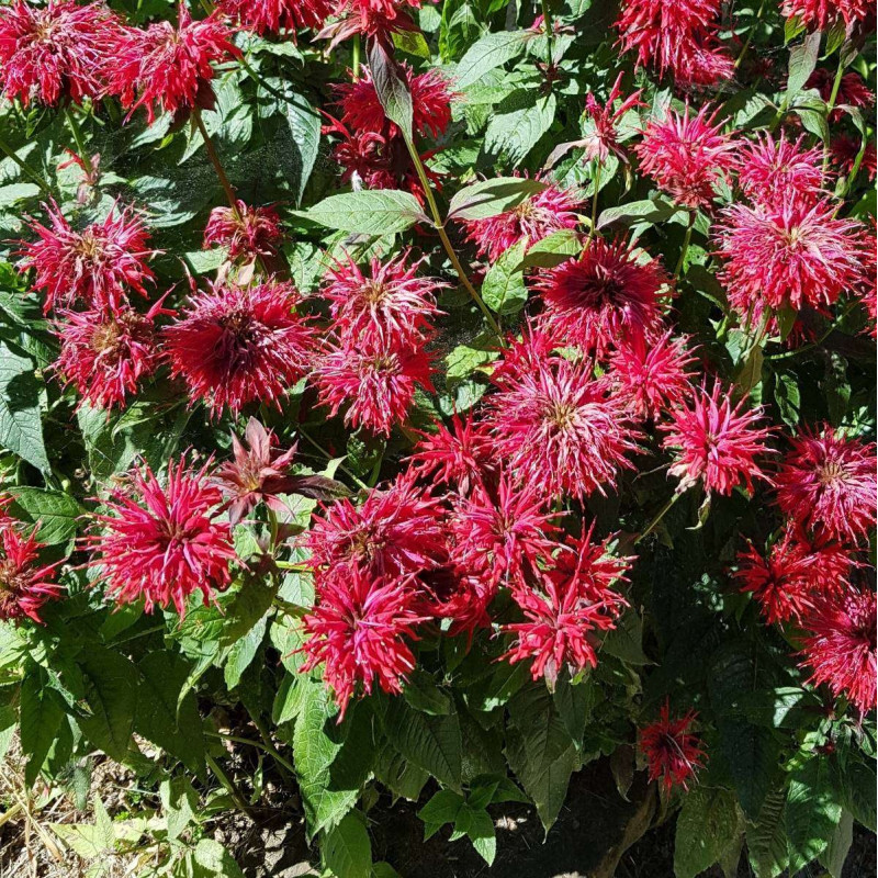 Graines de Monarde / Thé rouge - Semences de Monarda didyma
