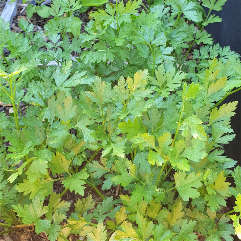 Graines de Persil commun plat - Semences de Petroselinum crispum