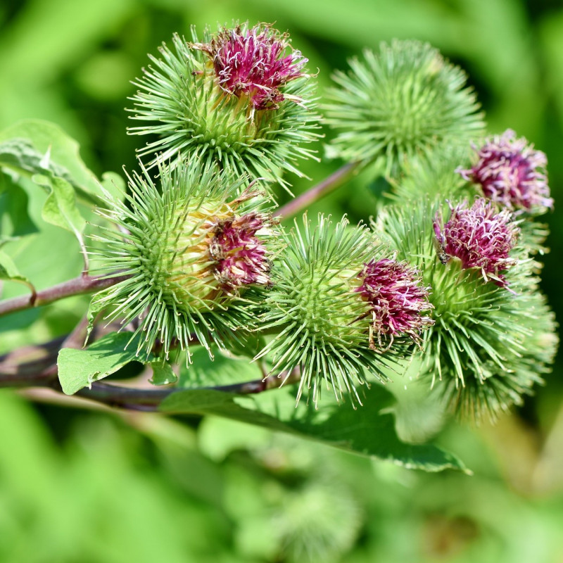 Graines de Grande bardane, officinale - Semences d'Arctium lappa
