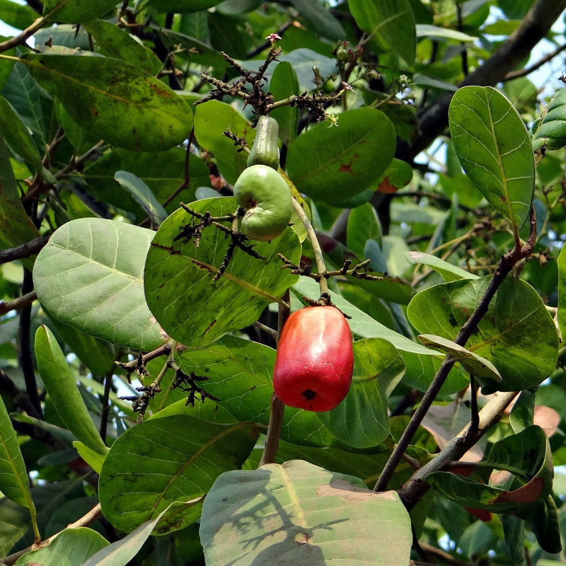 Graines de Noix de Cajou - Semences d'Anacardium occidentale
