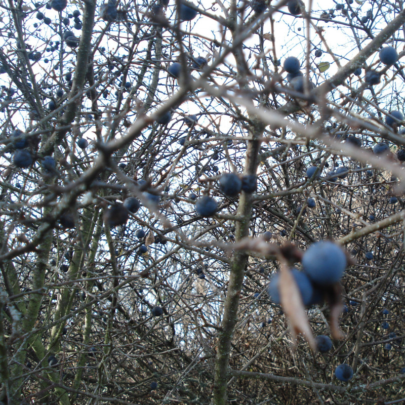 Graines de Prunellier Sauvage - Semences de Prunus spinosa - Végétal local