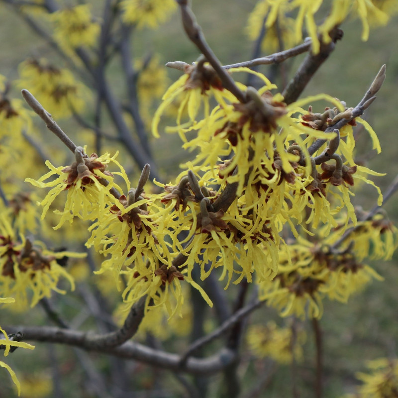 Graines d'Hamamélis de Chine - Semences d'Hamamelis mollis