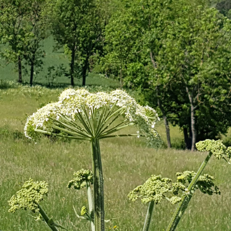 Graines de Berce commune - Semences d'Heracleum Sphondylium - Végétal local