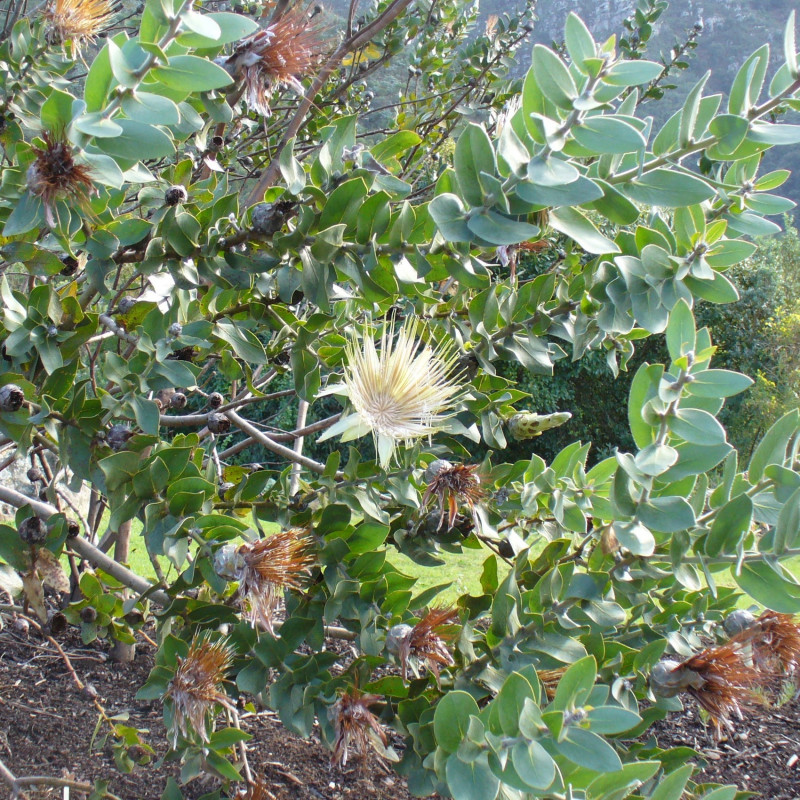 Graines de Protea aurea