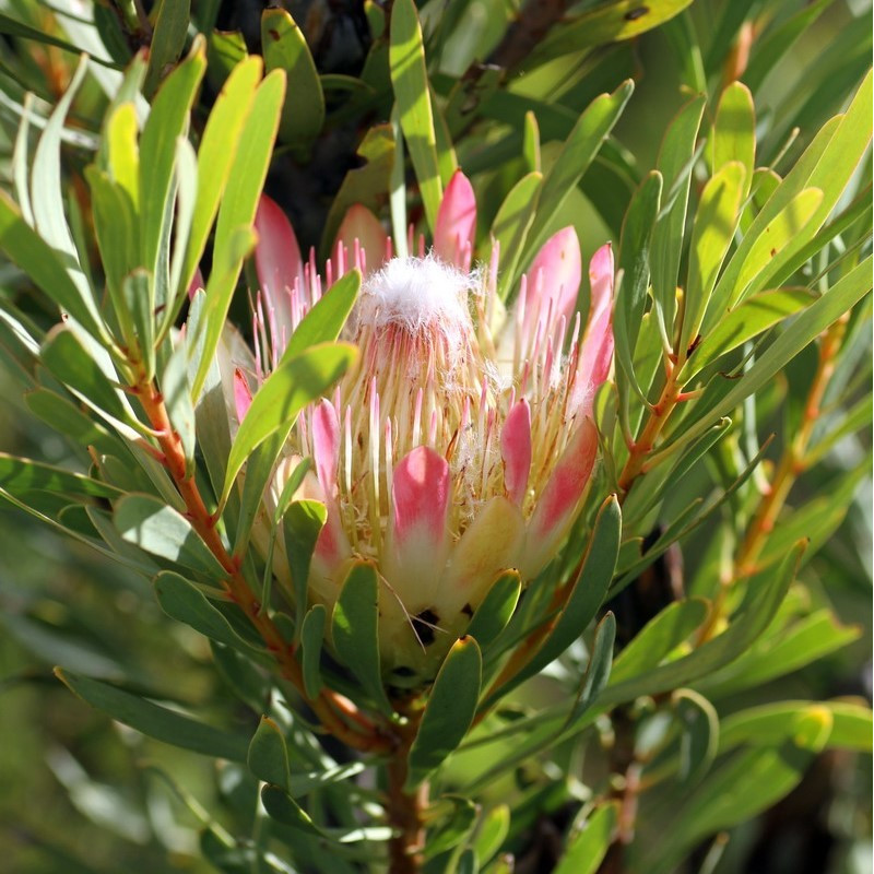 Graines de Protea repens