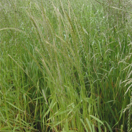 Graines de Ray-grass d'Italie - Semences de Lolium multiflorum
