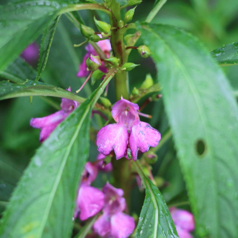 Graines de Balsamine des jardins - Semences d'Impatiens balsamina