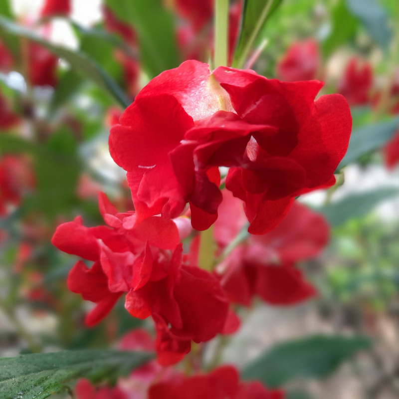 Graines de Balsamine des jardins - Semences d'Impatiens balsamina