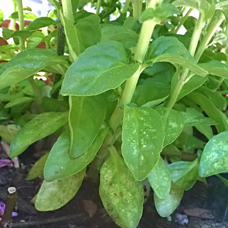 Graines de Menthe pouliot - Semences de Mentha pulegium