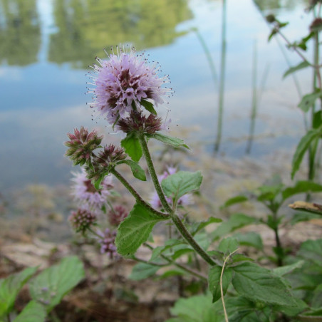 Graines Mentha aquatica - Menthe aquatique - Plantes vivaces