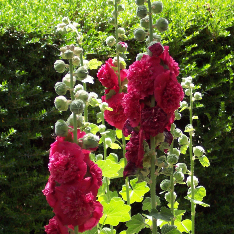 Graines de Rose trémière - Semences d'Alcea rosea charters
