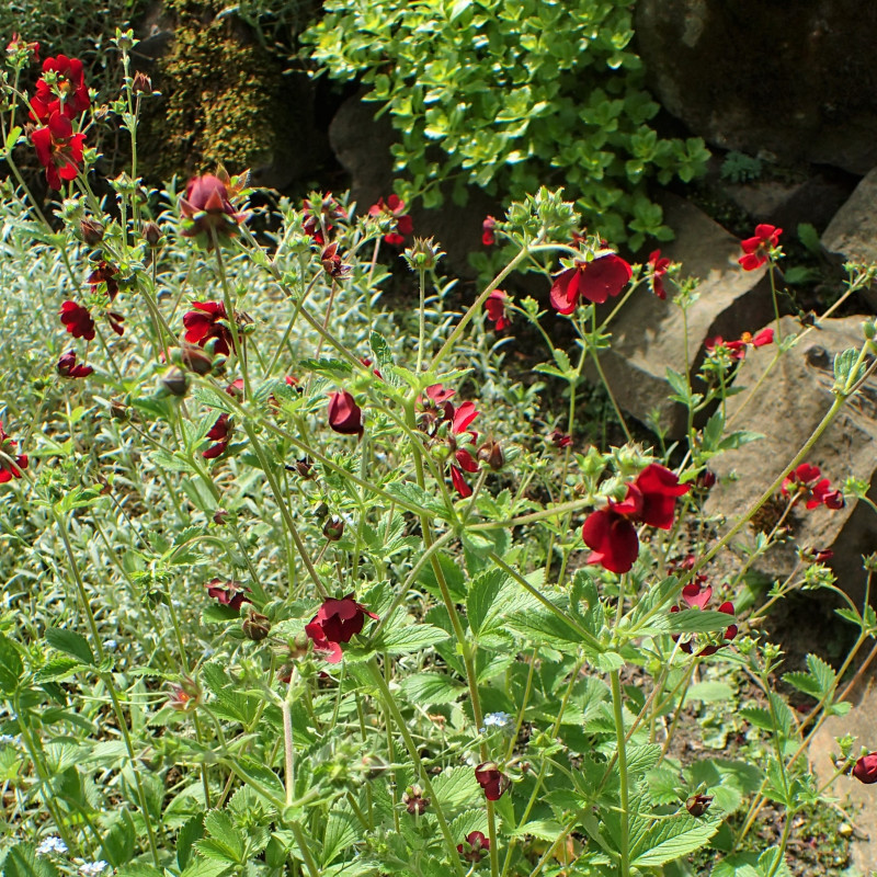 Graines de Potentille sanguine - Semences de Potentilla atrosanguinea