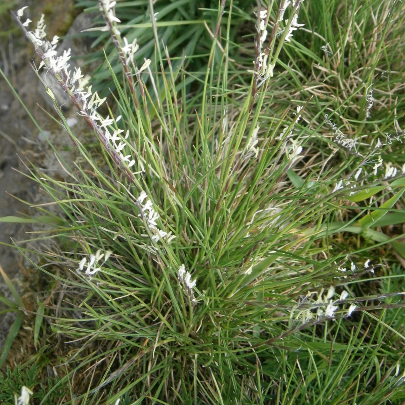 Graines de Nard raide - Semences de Nardus stricta