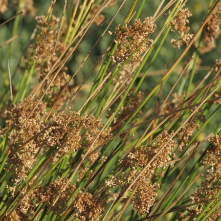 Graines de Jonc épars - Semences de Juncus effusus