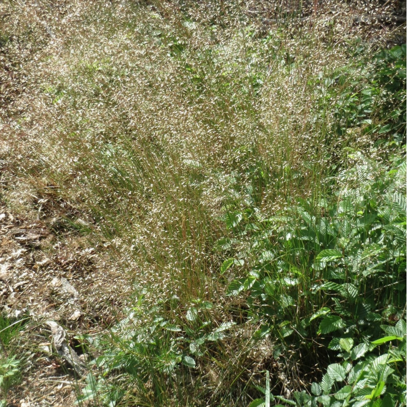Graines de Canche flexueuse - Semences de Deschampsia flexuosa