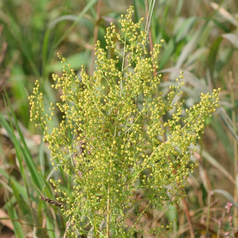 Graines d'Artemisia annua - Semences d'Armoise annuelle - Plante annuelle