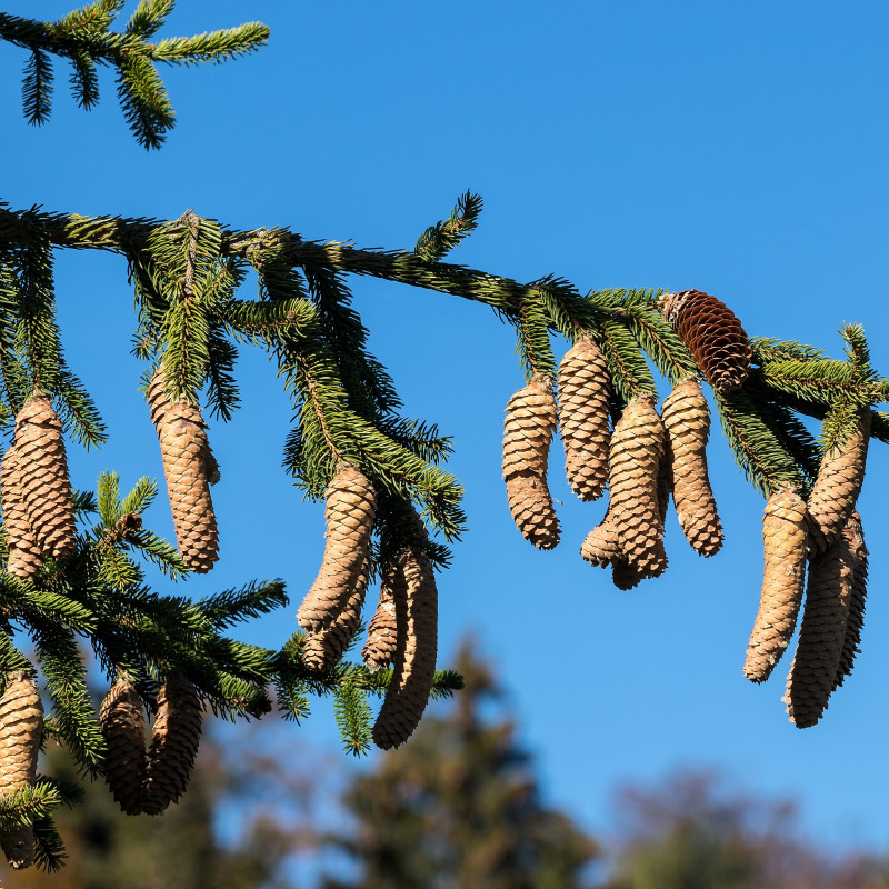 Graines d'Épicéa commun - Semences de Picea abies