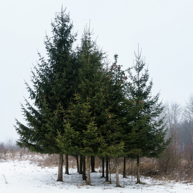 Graines d'Épicéa commun - Semences de Picea abies