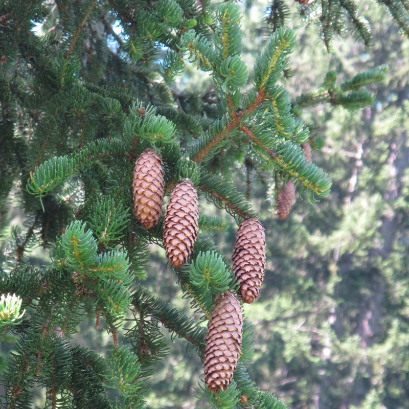 Graines d'Épicéa commun - Semences de Picea abies
