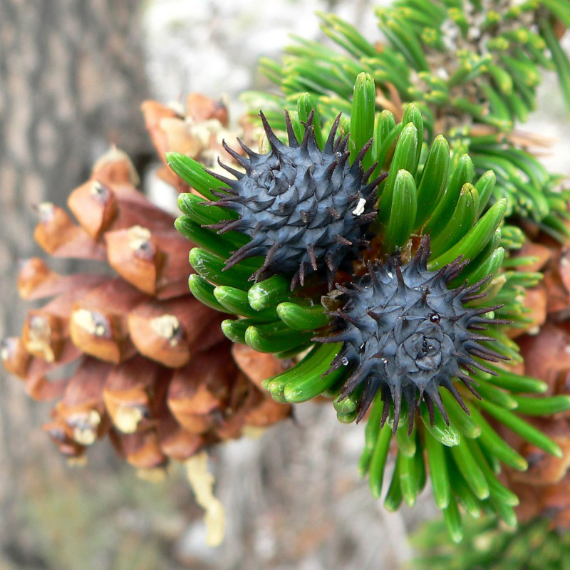 Graines de Pin Bristlecone - Semences de Pinus longaeva