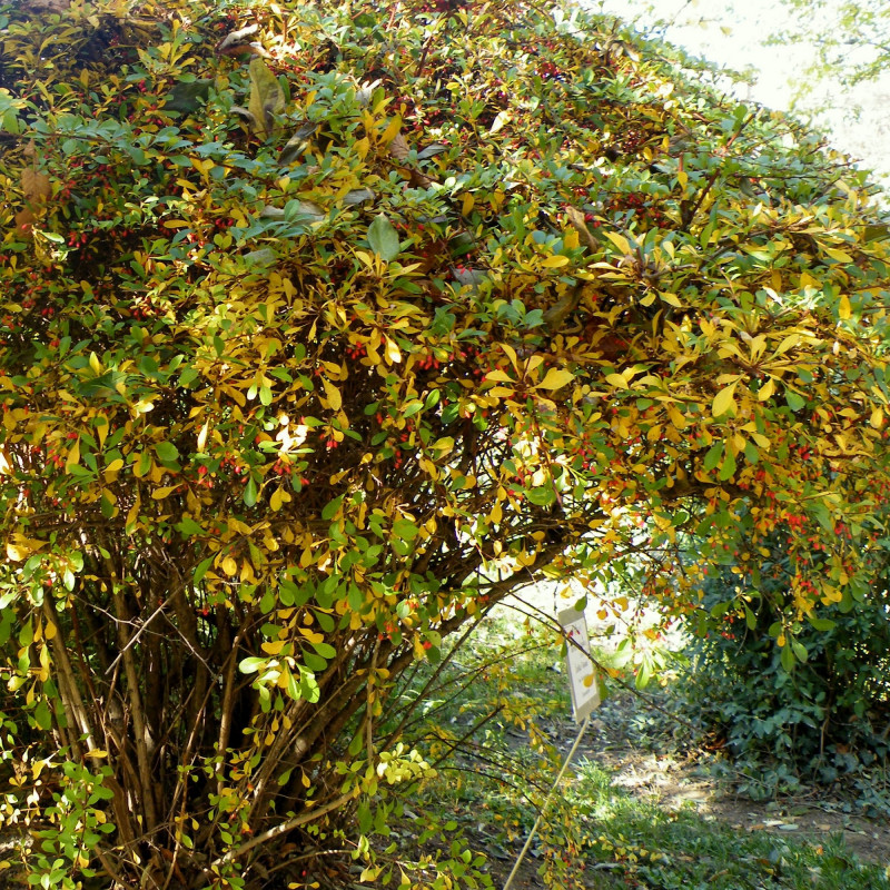 Graines d'Épine-vinette de Wilson - Semences de Berberis wilsoniae