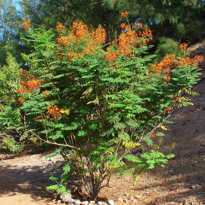 Graines de Petit flamboyant - Semences de Caesalpinia pulcherrima