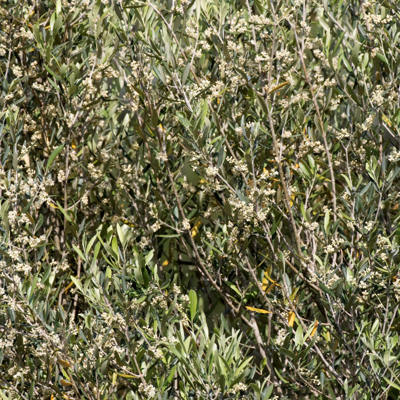 Graines Olea oleaster - Oléastre - Olea