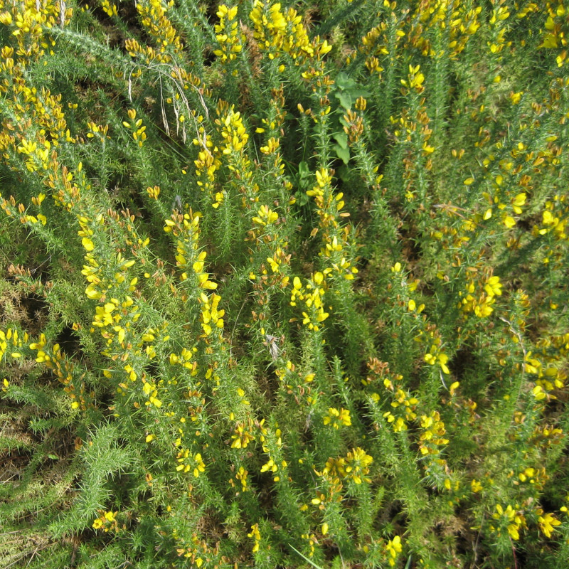 Ulex Minor