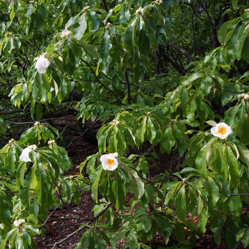 Graines d'Arbre de Franklin - Semences de Franklinia alatamaha
