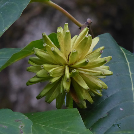 Graines d'Arbre de vie, Happy tree - Semences de Camptotheca acuminata