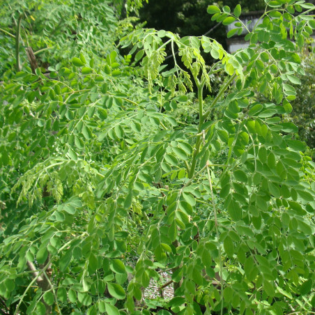 Graines de Moringa Oleifera - Semences de Moringa pterygosperma
