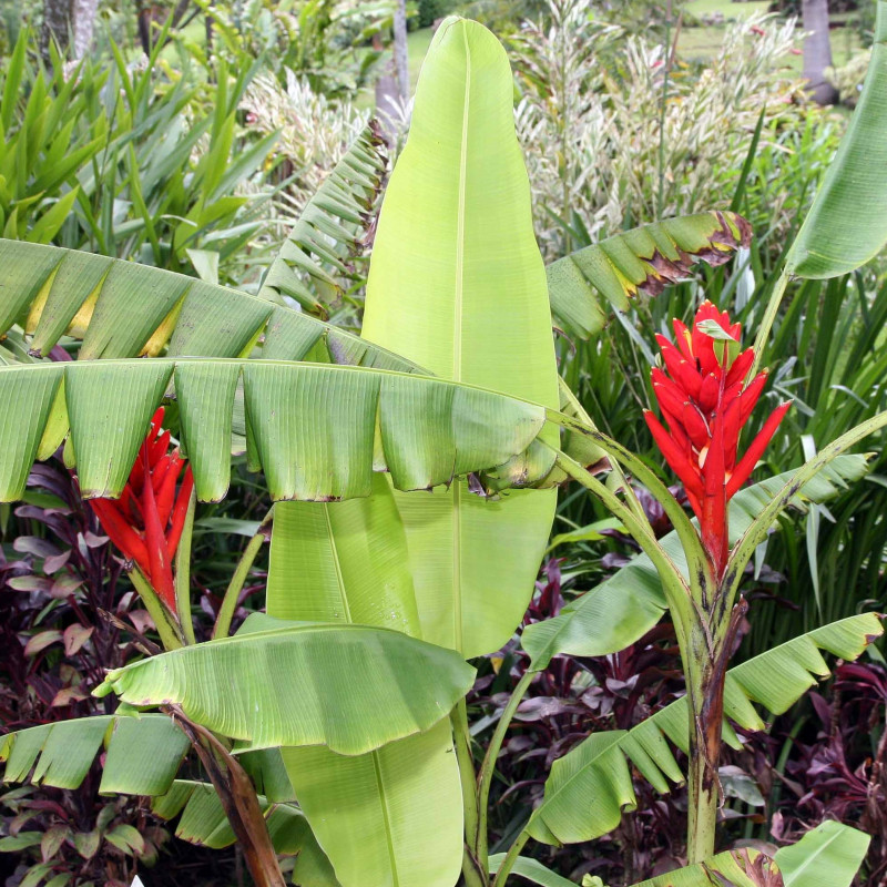 Graines de Bananier rouge - Semences de Musa coccinea