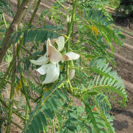 Graines d'Agati à fleur écarlate - Semences de Sesbania grandiflora