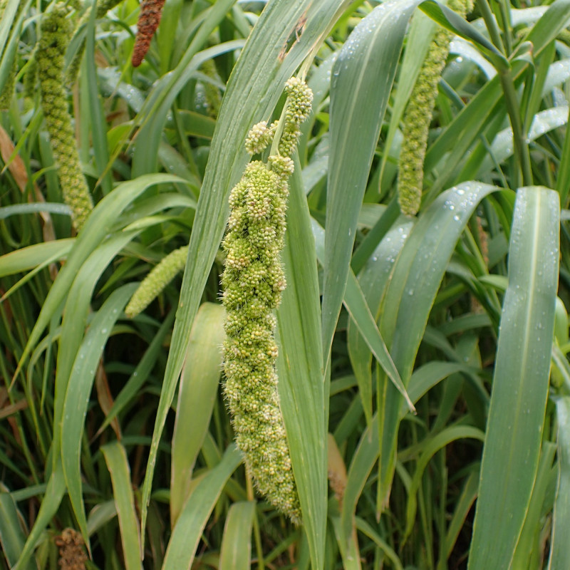Graines de Setaria italica - Semences de Moha