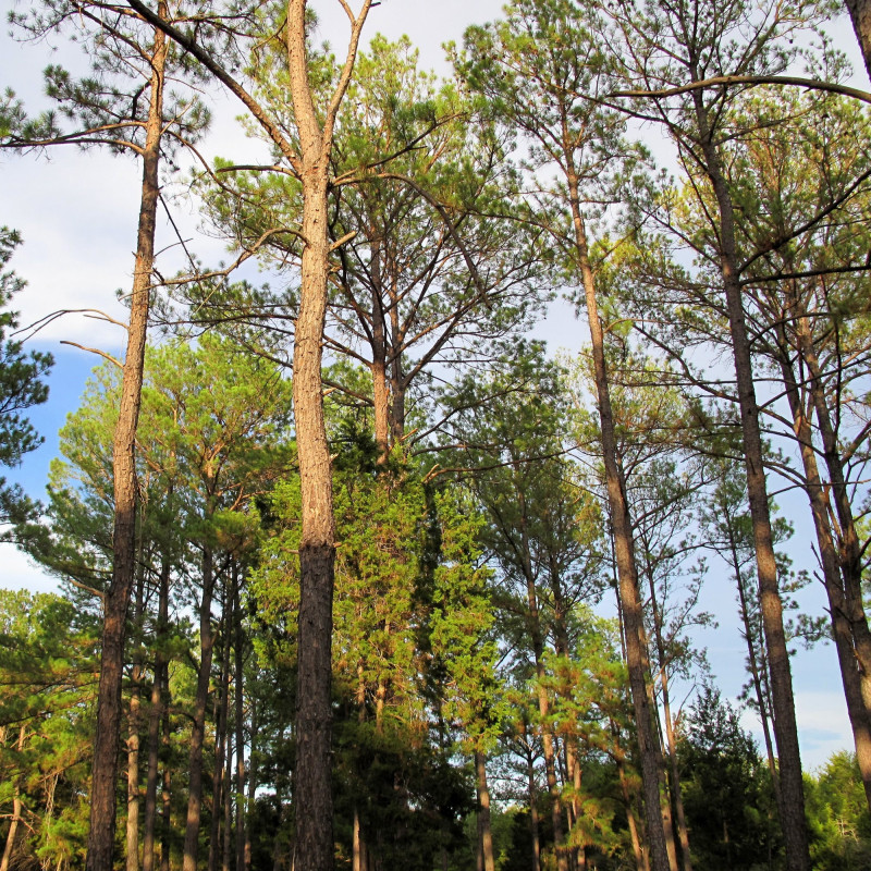 Graines de Pin à l'encens - Semences de Pinus taeda