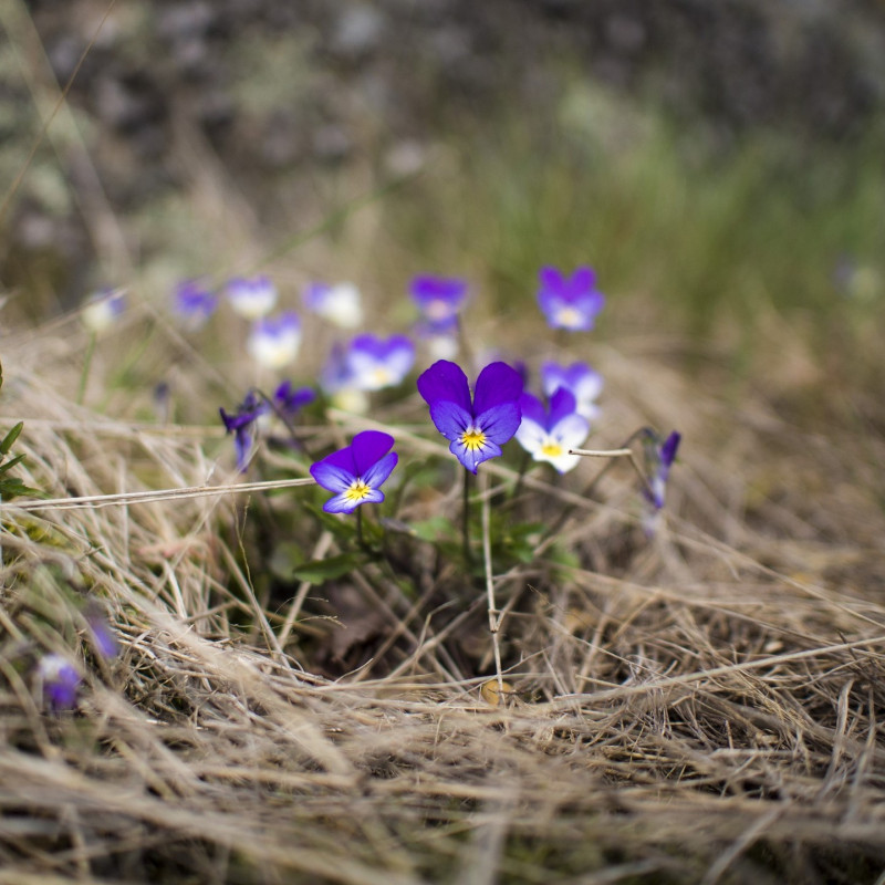 Graines de Pensée sauvage - Semences de Viola tricolor