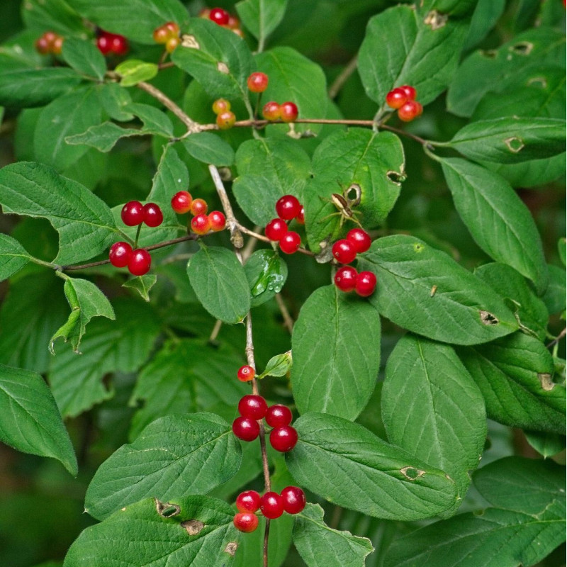 Lonicera xylosteum - Chèvrefeuille des haies - Provenance Massif Central