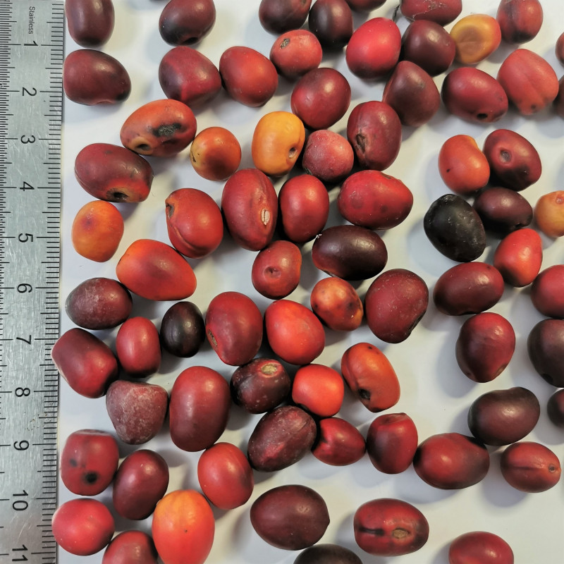 Graines d'Haricot mescal - Semences de Sophora secundiflora